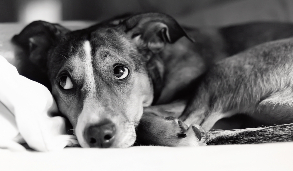 Can Animals Go Mad? - Science Friday
