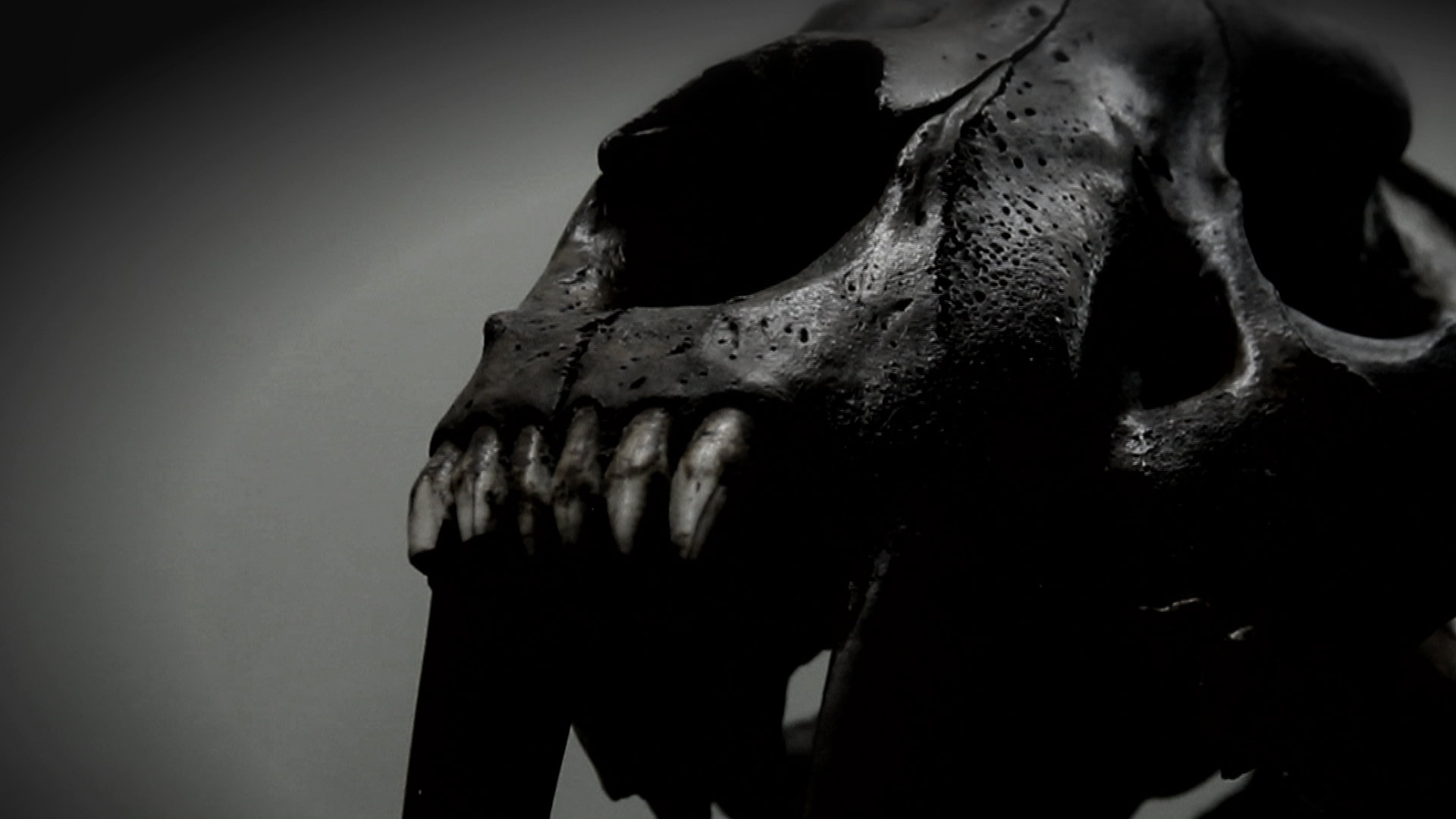 Tar Noir: Paleoforensics at the La Brea Tar Pits - Science Friday