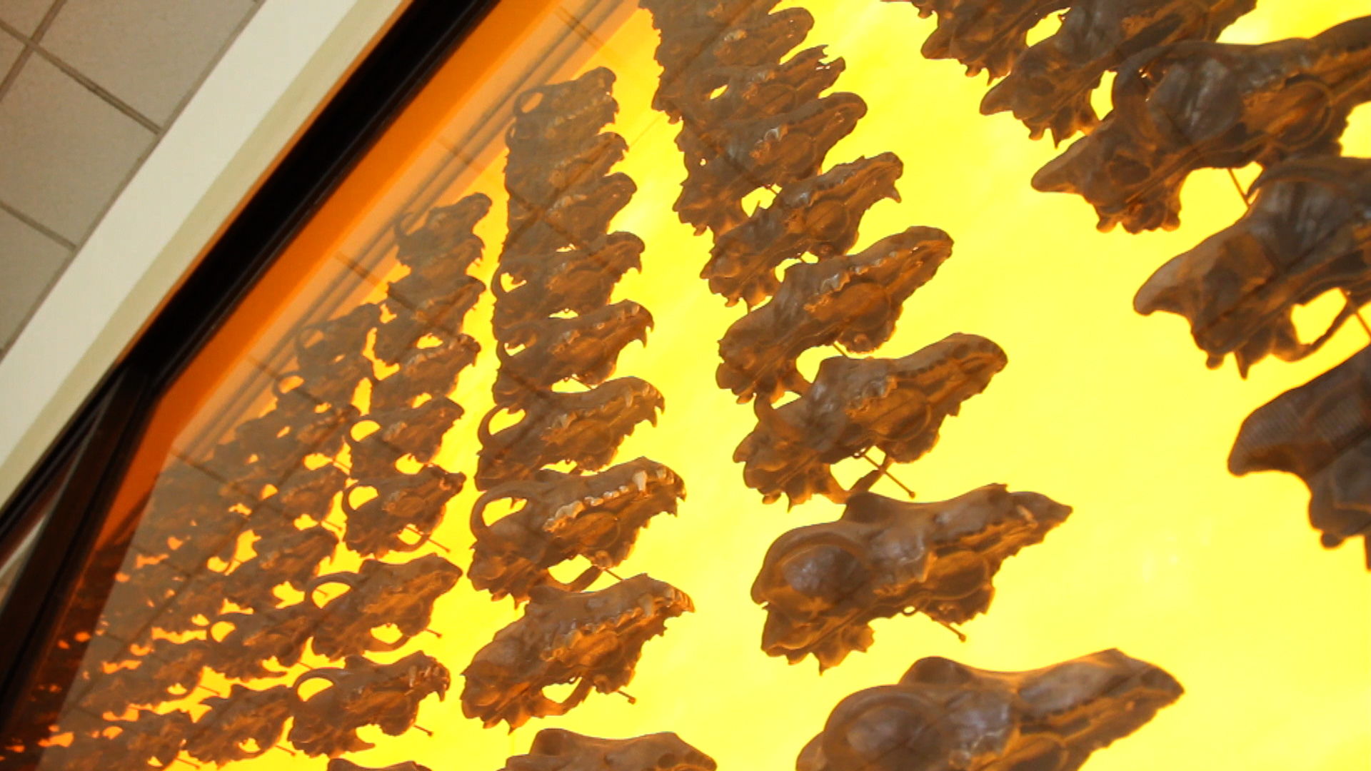 Millions Of Fossils Can't Be Wrong