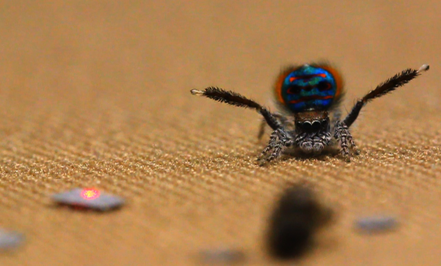 Peacock Spider Dance