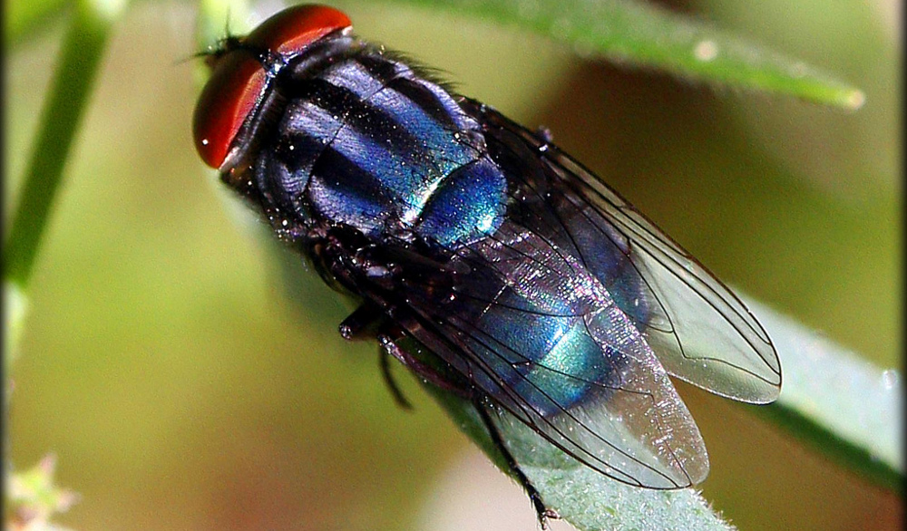 Forensic Entomologists Hunt Down Insects to Help Catch Criminals ...