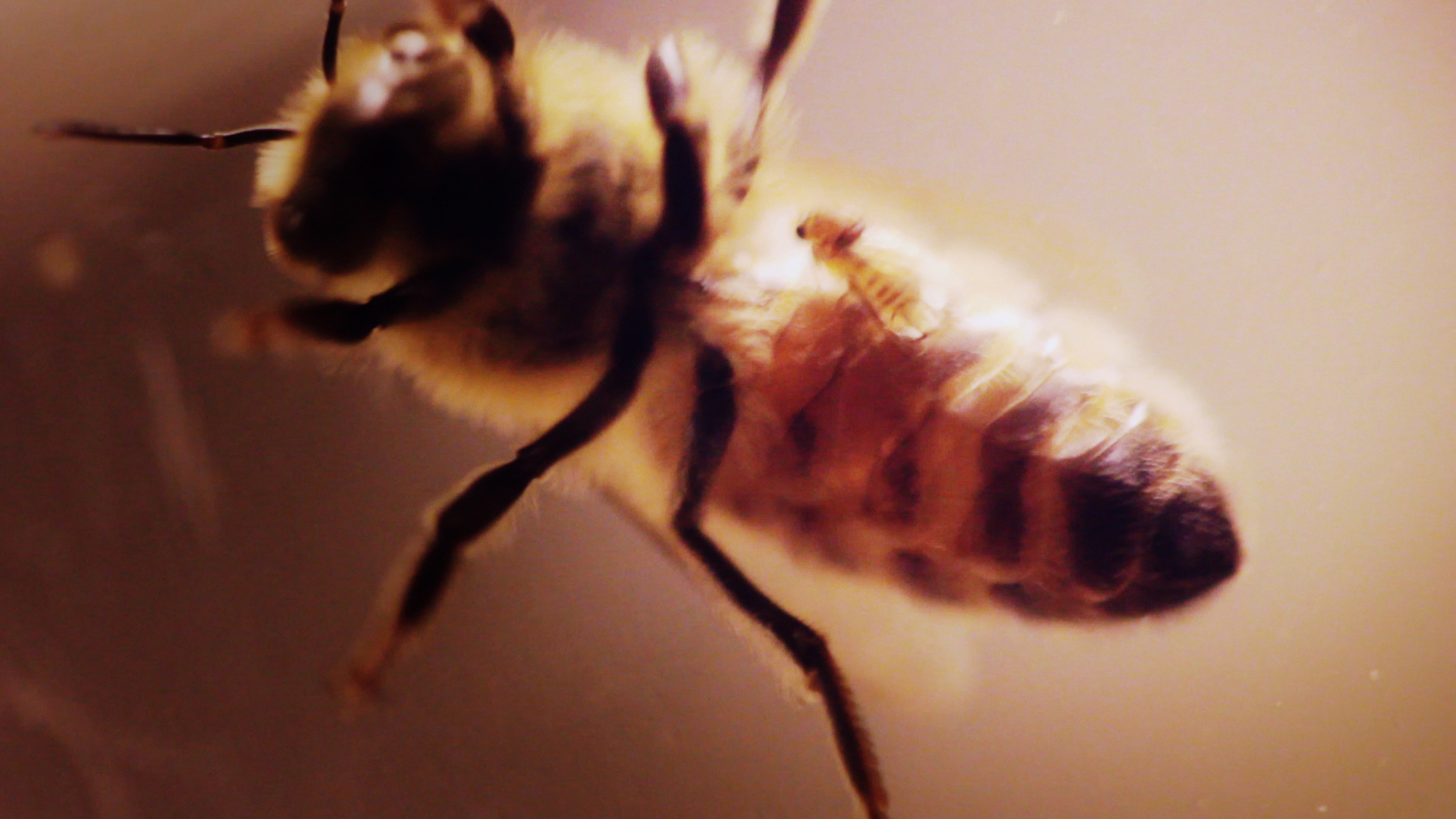 Invasion of the Zombees: A Bee Horror Film - Science Friday