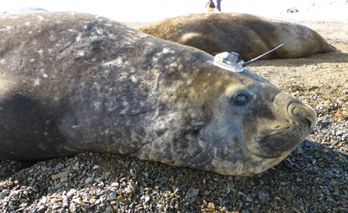 Seals Deep Dive for Ocean Data - Science Friday