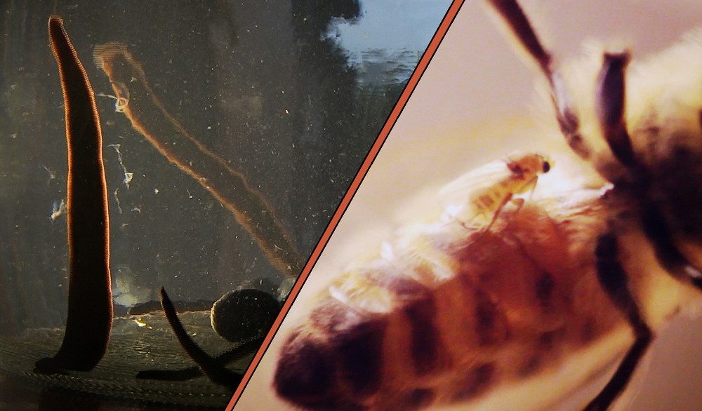 Creature Double Feature - Science Friday