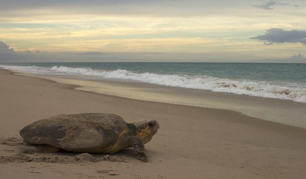 Sea Turtles Guided Home by Magnetic Sense - Science Friday