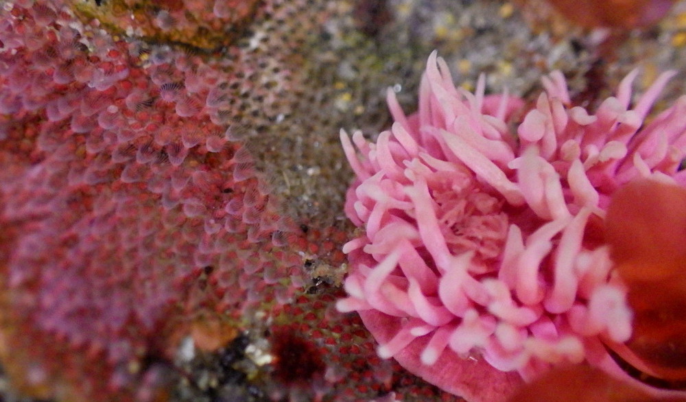 Catching Up on Sea Slug Science - Science Friday