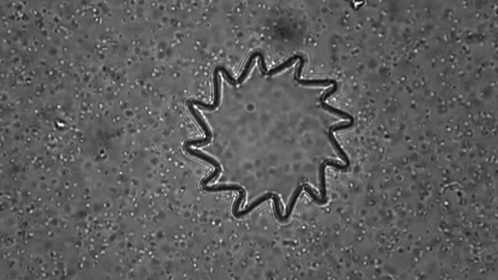 Dawn of the Cyborg Bacteria - Science Friday