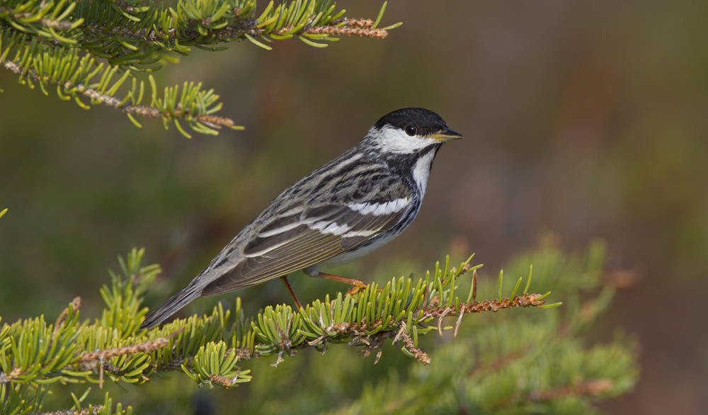 Catching a Non-Stop, Transatlantic Flight on a Songbird's Back ...