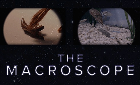 Science Friday Introduces New Video Series, 'The Macroscope' - Science Friday