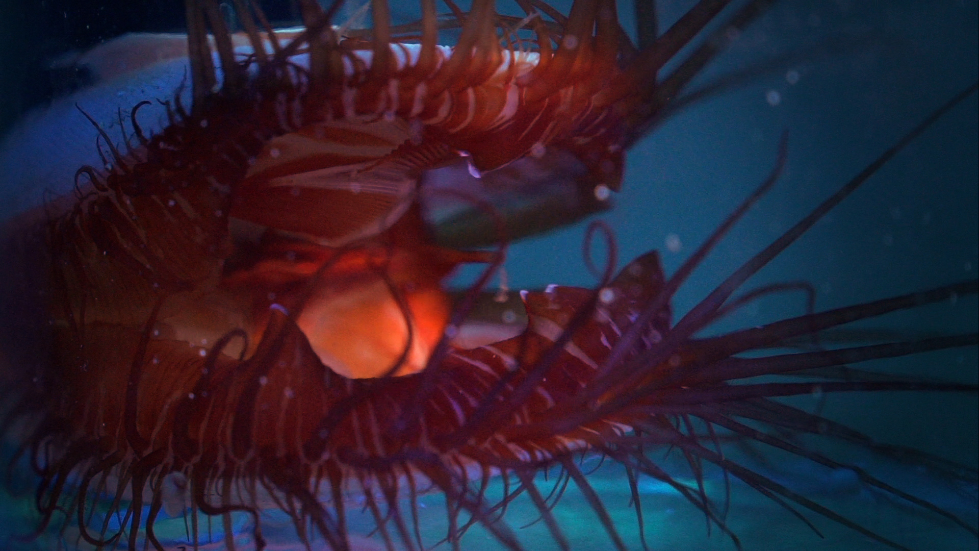 Flash of the Disco Clam - Science Friday