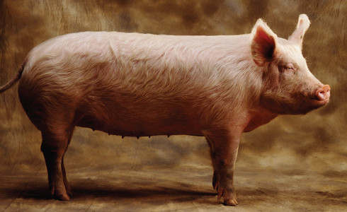 'Pig Tales' Excerpt: The State of U.S. Pork