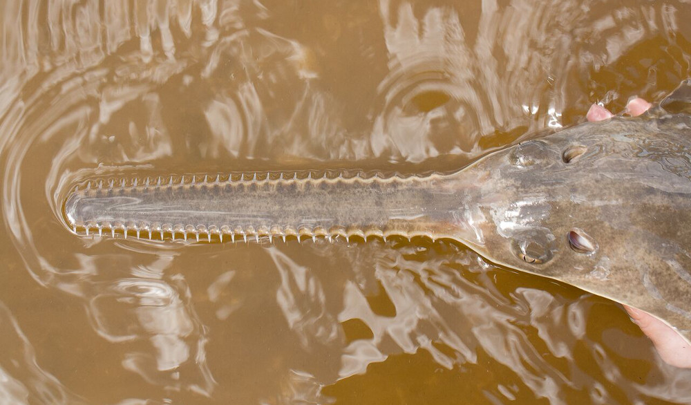 Endangered Sawfish Reproduce Asexually - Science Friday