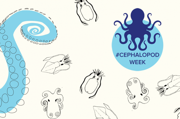 Cephalopod Week - Science Friday