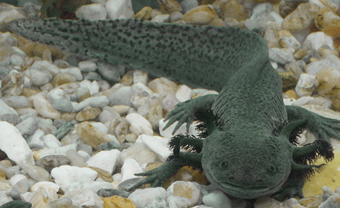 Picture of the Week: Axolotl