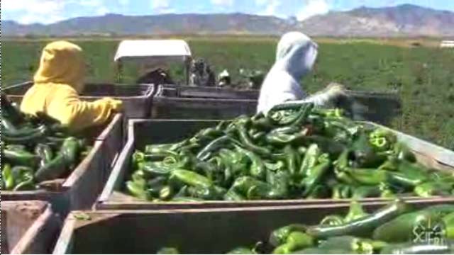 Cultivating the Perfect Chili Pepper - Science Friday