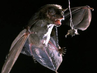 Moths Can Escape Bats By Jamming Sonar
