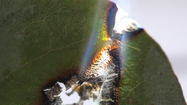 Magnified Sun Burns - Science Friday