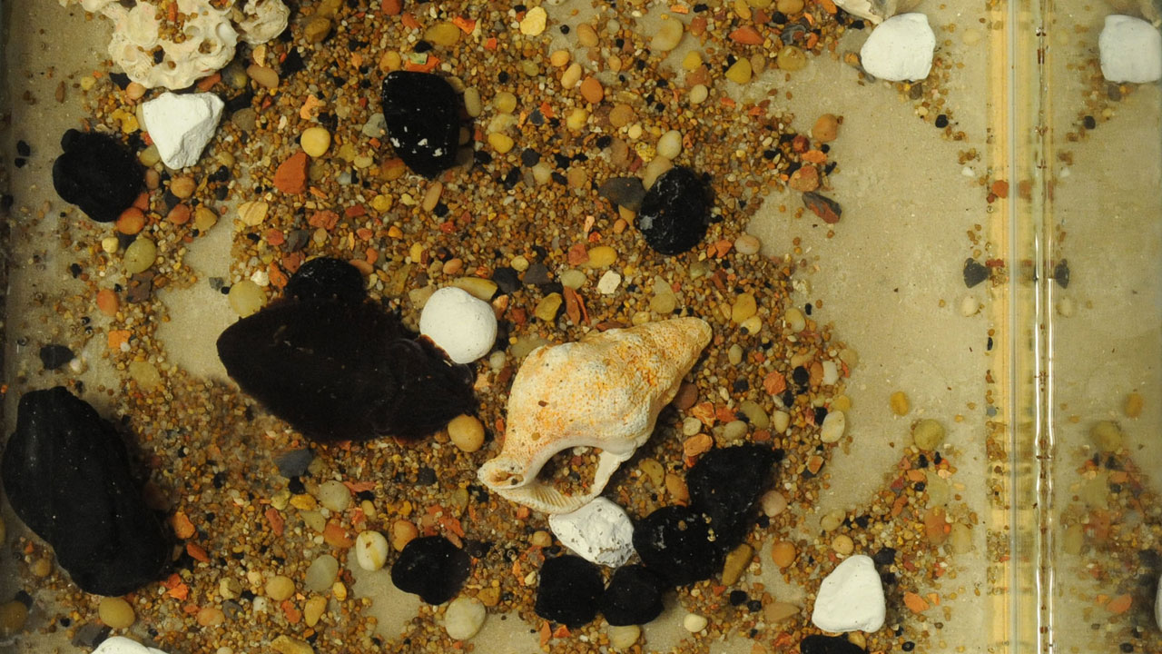 Where's the Cuttlefish? - Science Friday