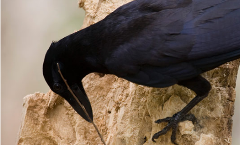 Grabbing a Bite to Eat - Science Friday