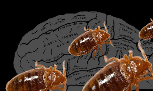 Ugh, a Bug! - Science Friday