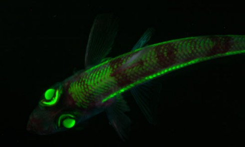 Illuminating Luminescence - Science Friday