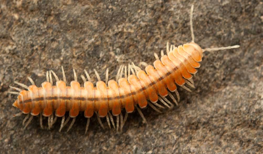 Lightning Bug of a Different Color - Science Friday