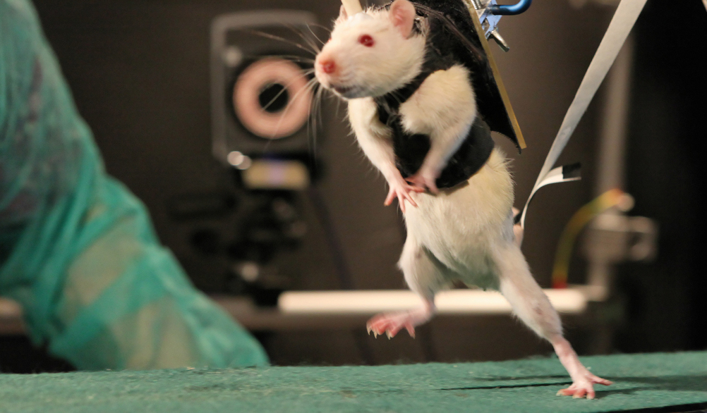Paralyzed Rats Walk, Even Sprint After Rehab - Science Friday