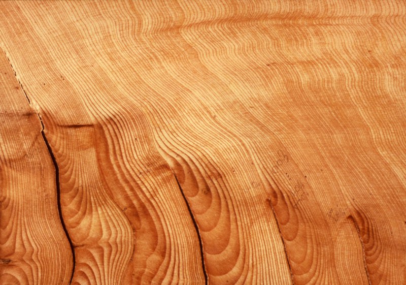 Tree Rings Tell Tales of Ancient Fires and Climate - Science Friday