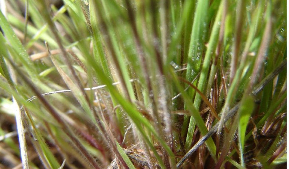 Fires and Invasive Grass Threaten American West - Science Friday