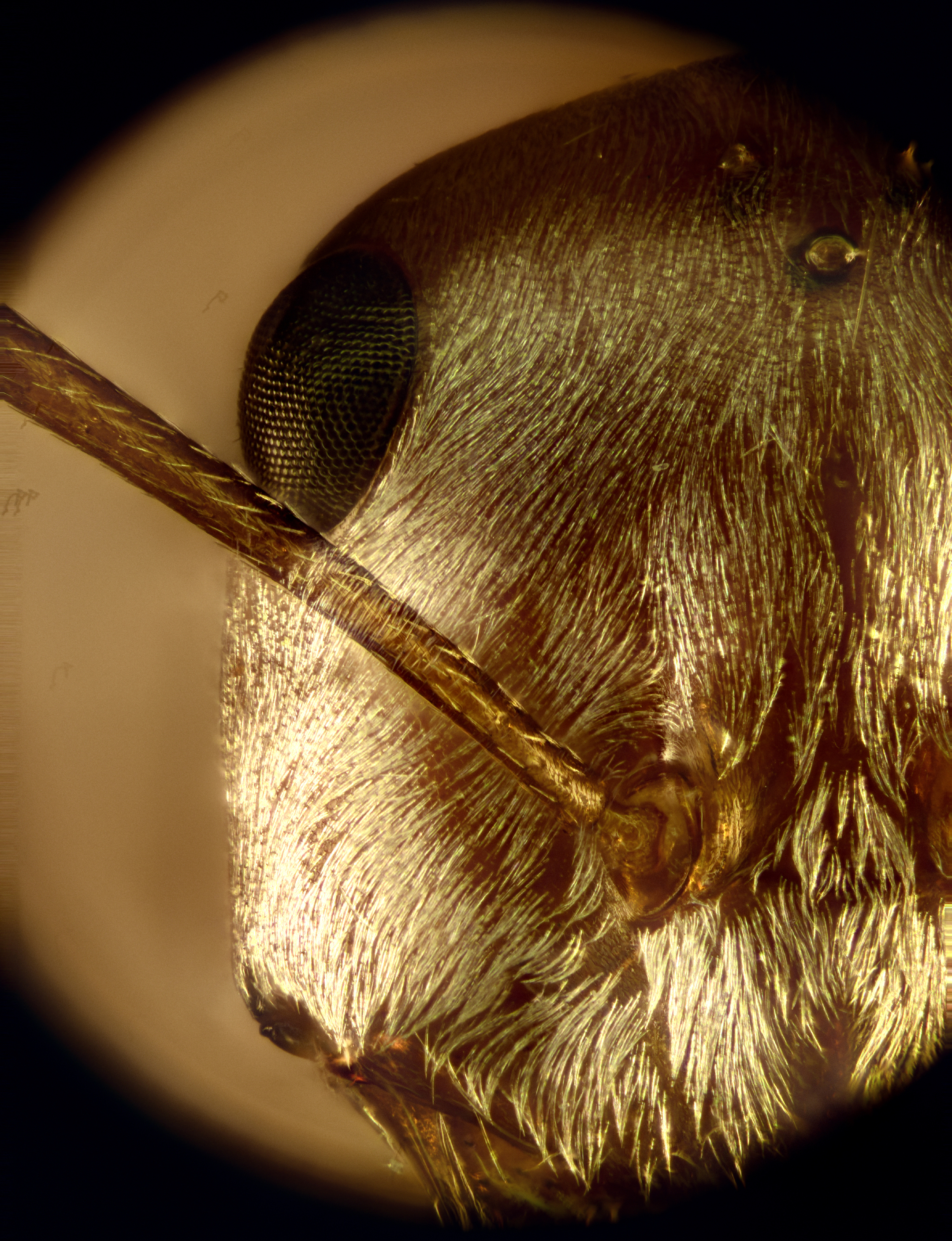 How the Saharan Silver Ant Beats the Desert Heat