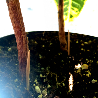 Track the Slow-Motion Movement of Plants