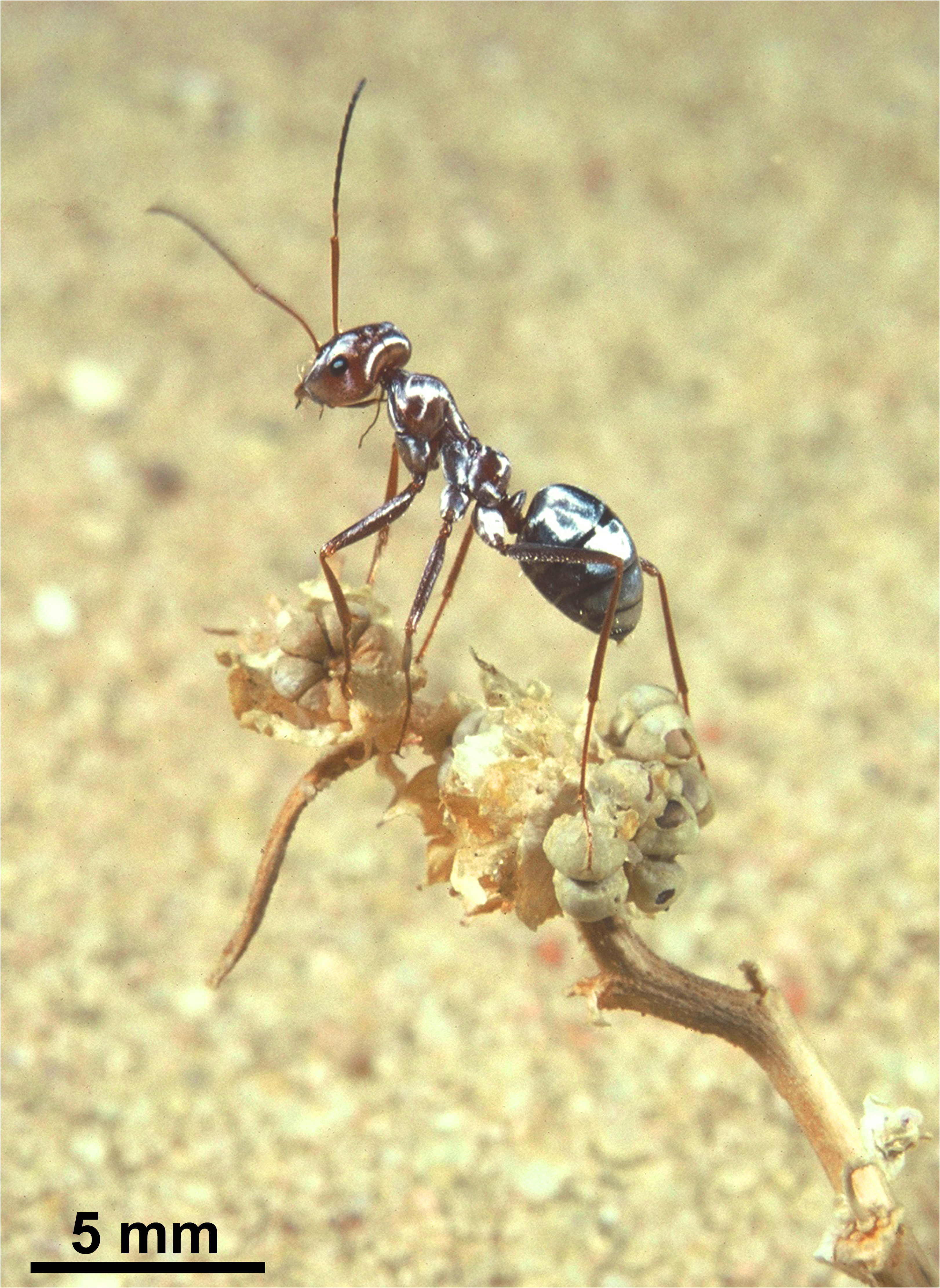How the Saharan Silver Ant Beats the Desert Heat