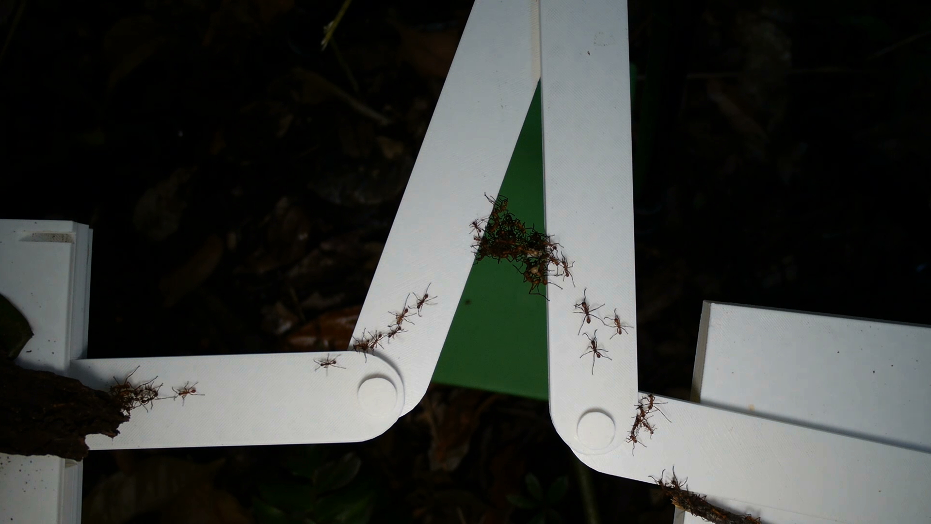 The Swarming Intelligence Of Ant Colonies
