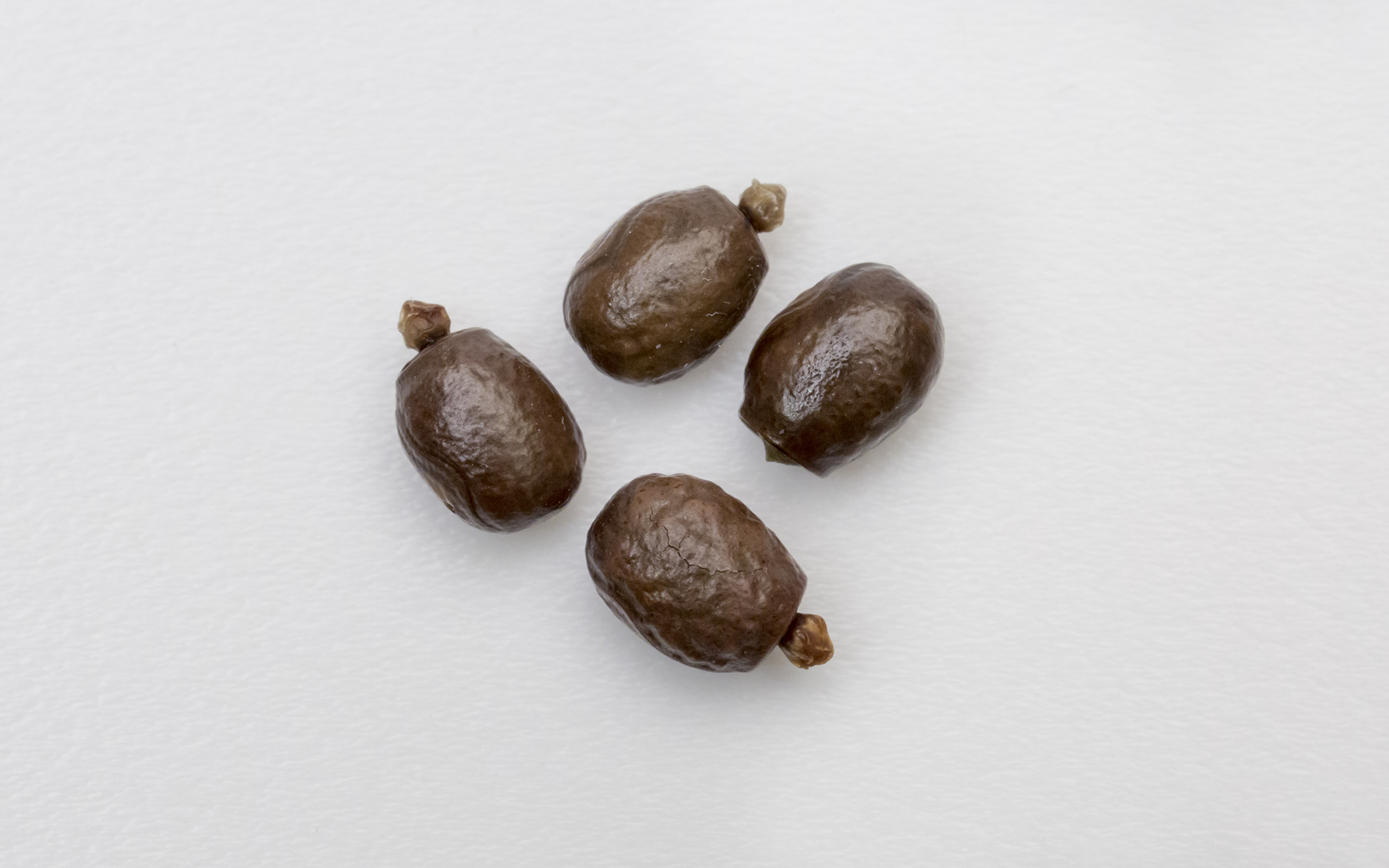 Behold, The Gargantuan Stick Insect