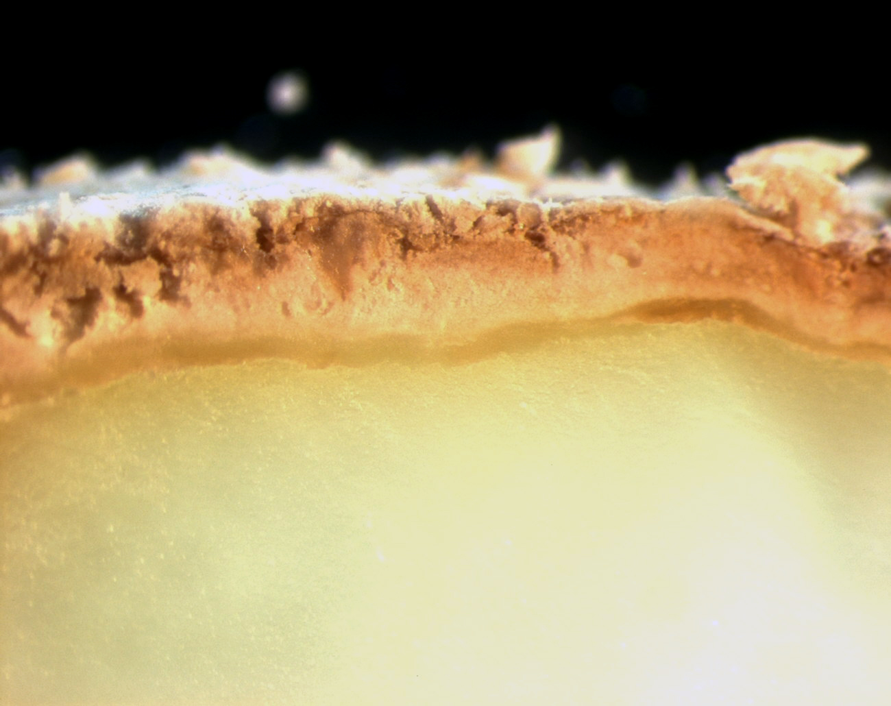 The Bacteria Behind Your Favorite Blues, Bries, and More - Science Friday