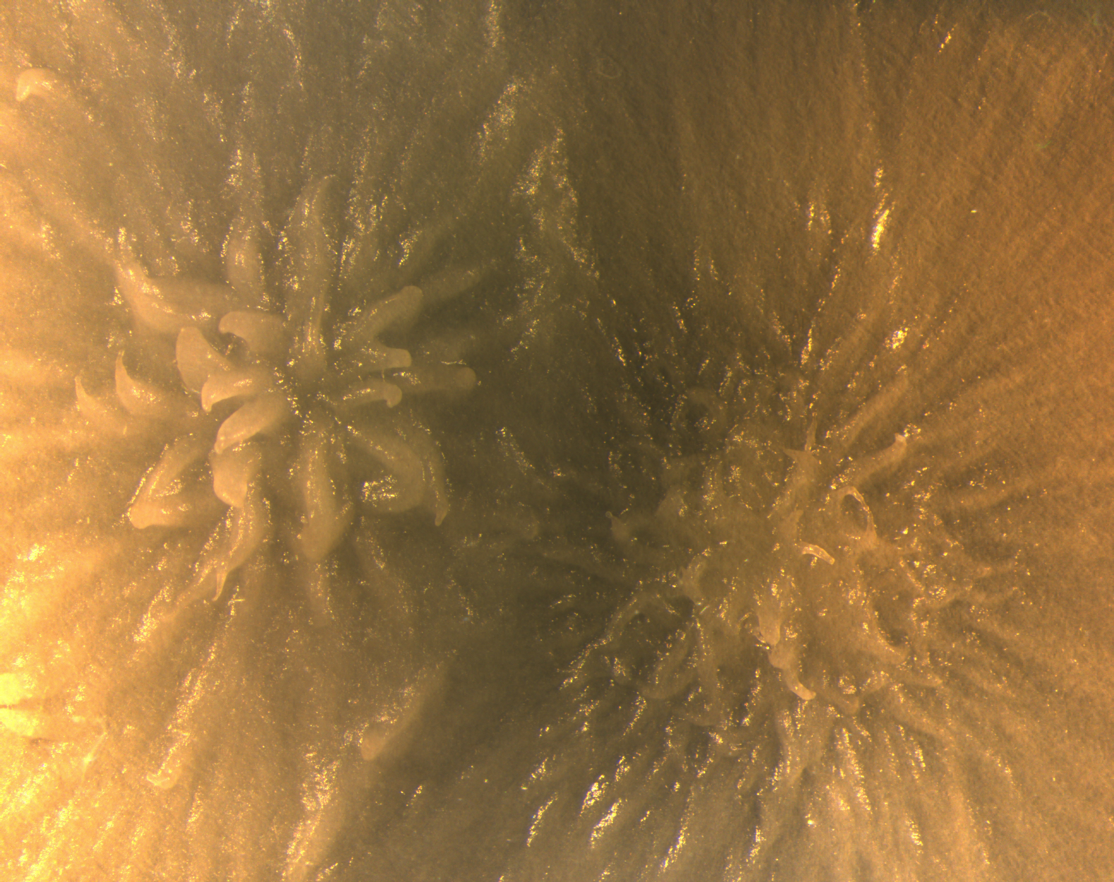 The Bacteria Behind Your Favorite Blues, Bries, and More - Science Friday