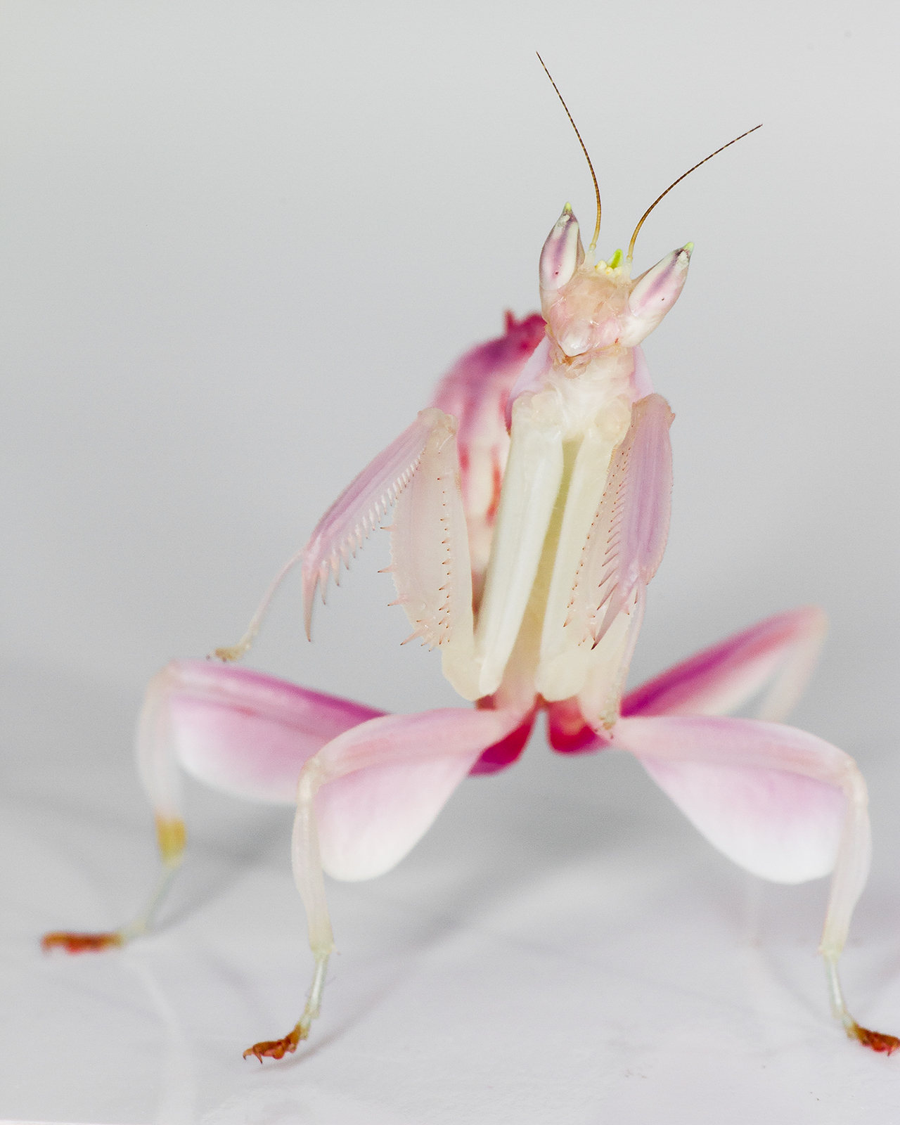 Unraveling The Orchid Mantis Mystery