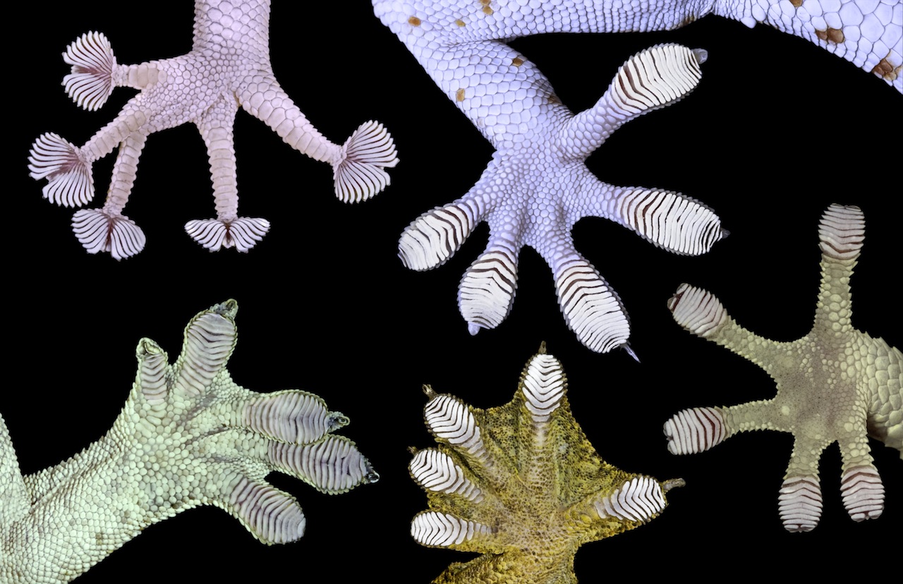 Learning to Walk Like a Gecko, See Like a Lobster - Science Friday