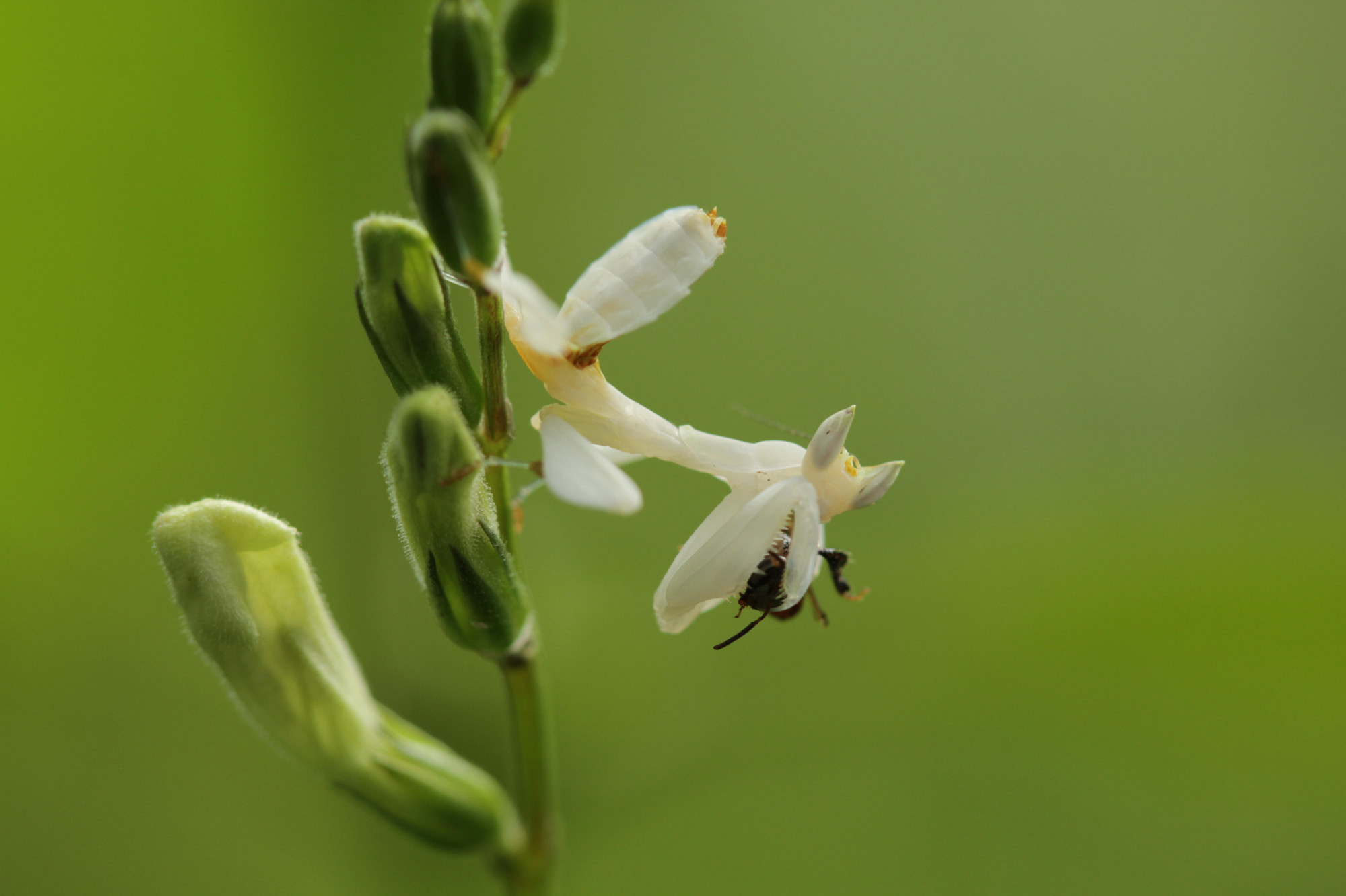 Unraveling The Orchid Mantis Mystery