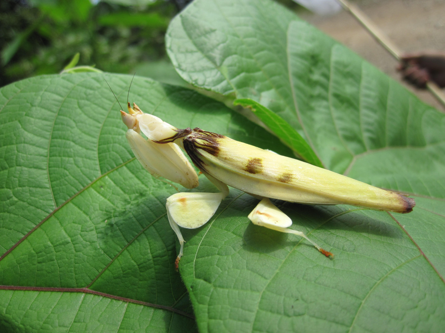Unraveling The Orchid Mantis Mystery