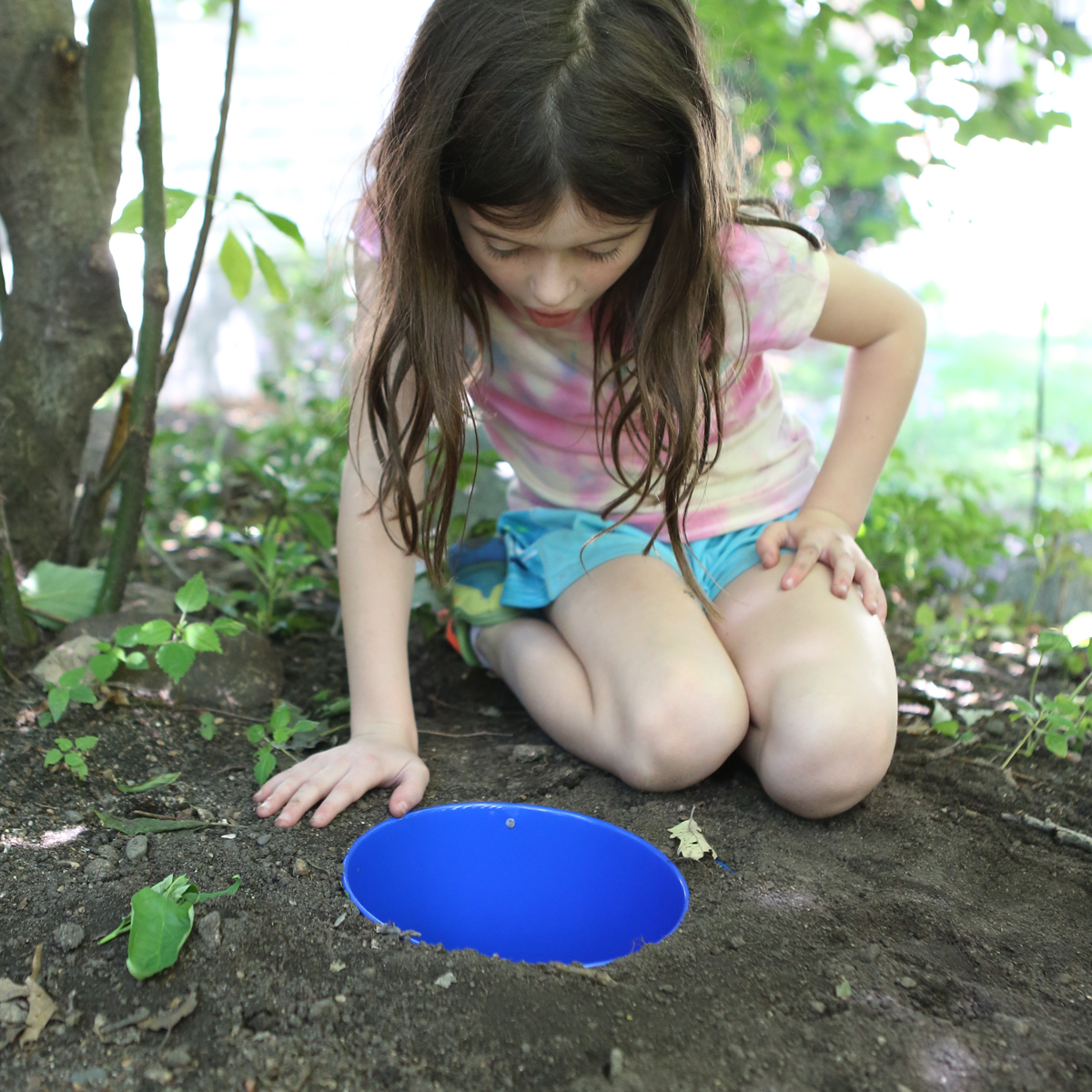 Build Protected Pitfall Traps To Observe Insects
