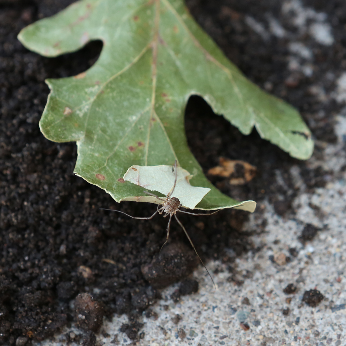 Build Protected Pitfall Traps To Observe Insects