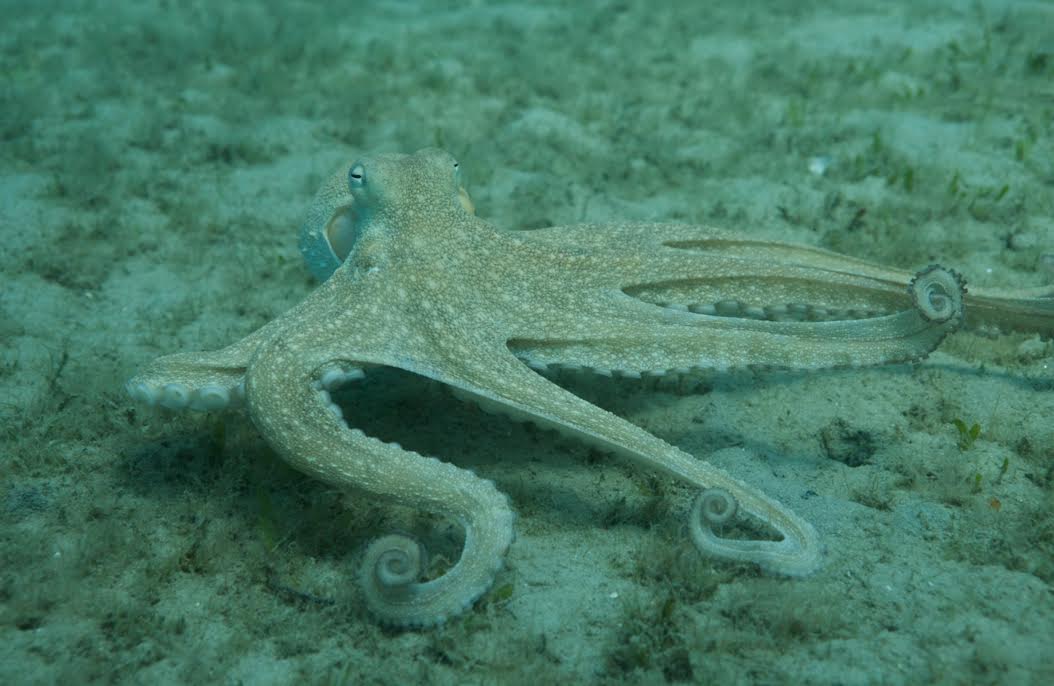 Secrets of Cephalopod Camouflage - Science Friday