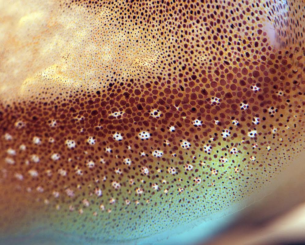 Secrets of Cephalopod Camouflage - Science Friday