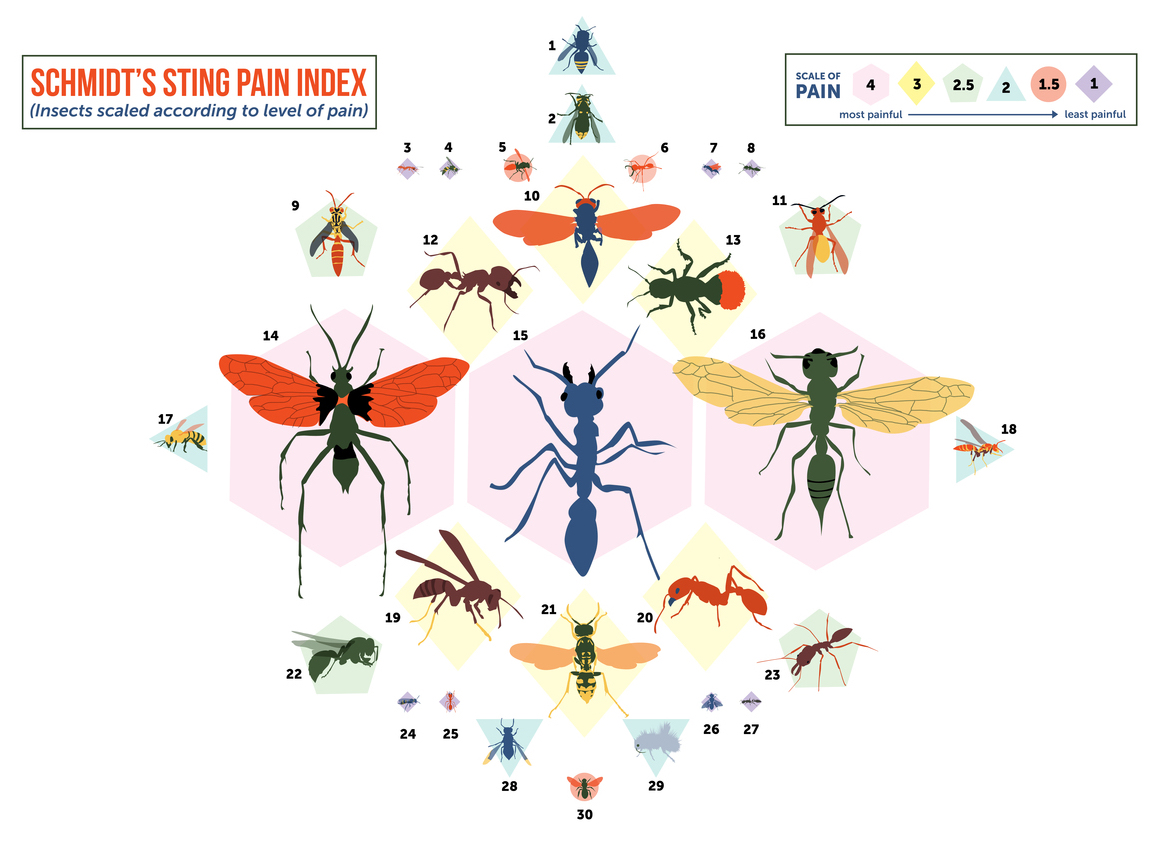 From ‘Nettles’ to ‘Volcano,’ a Pain Scale for Insect Stings - Science ...