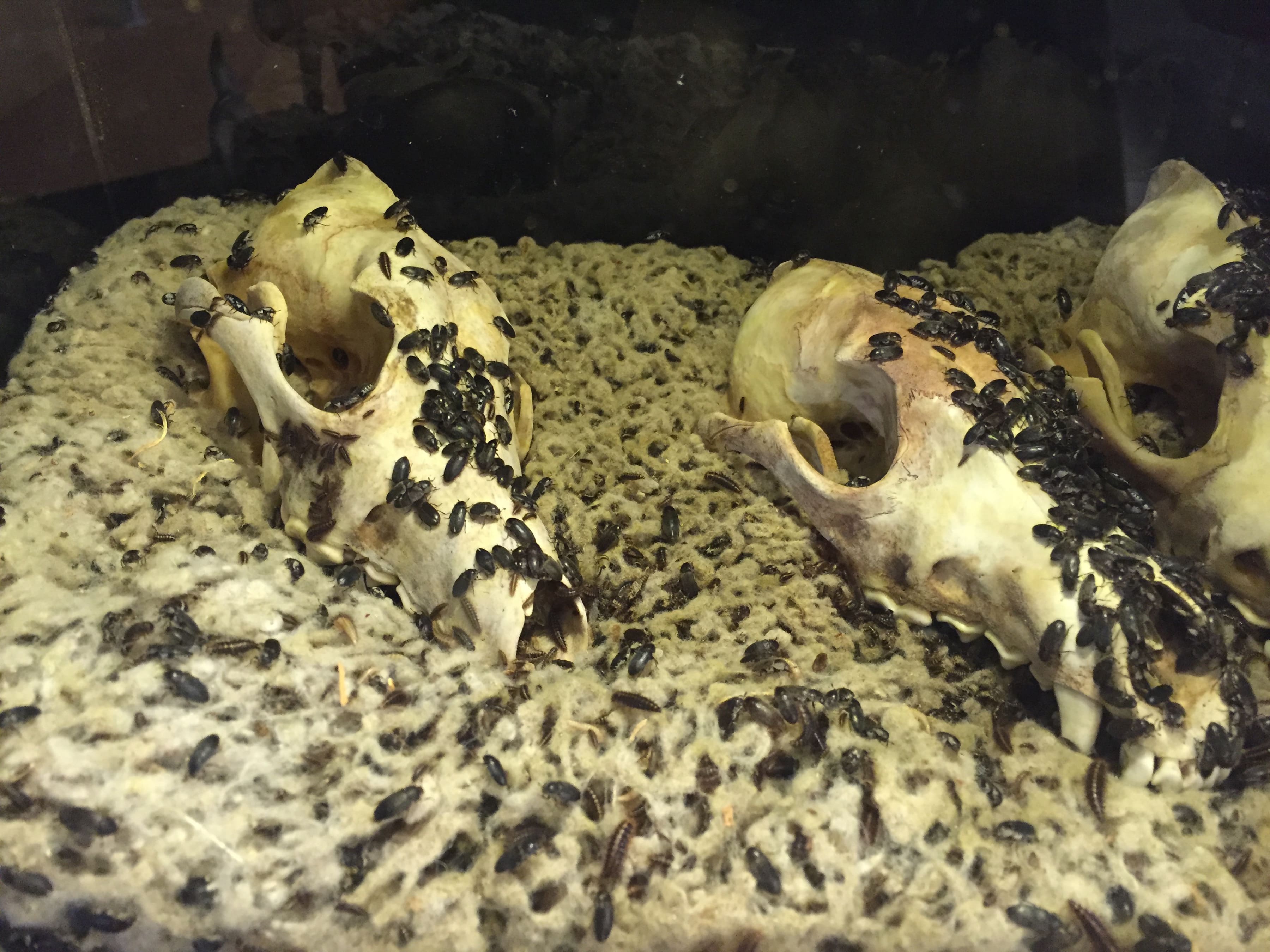 How to Bring Back the Dead (Animals) - Science Friday