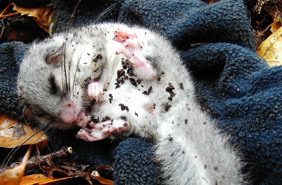 Dormouse Telomeres and Cat Tongues - Science Friday