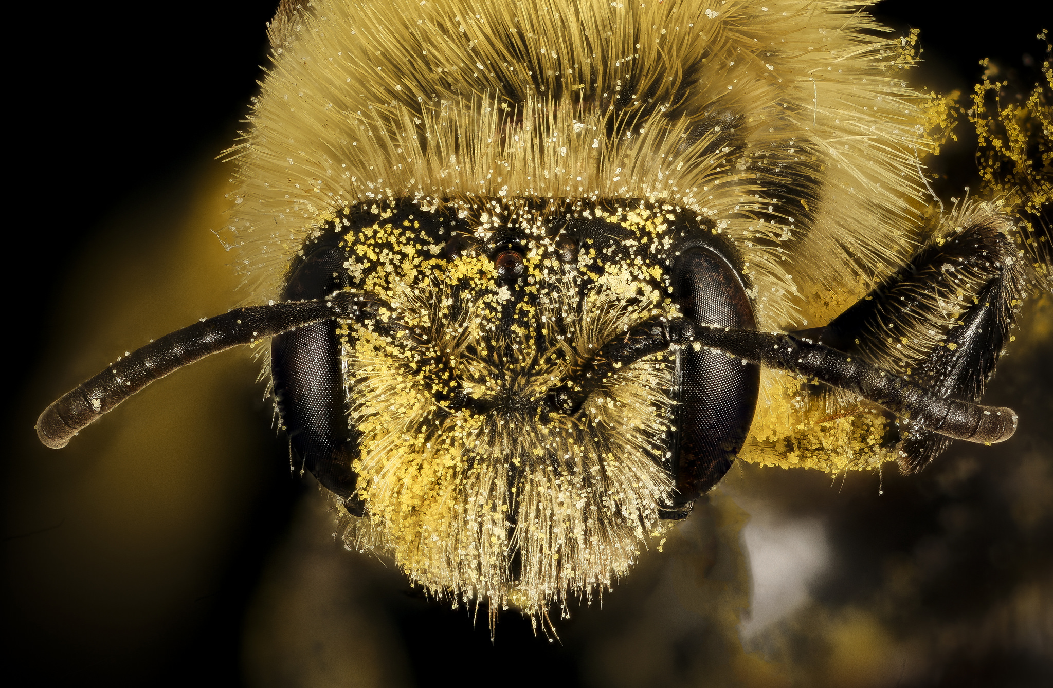 The Secret (Smart) Life of Bees - Science Friday