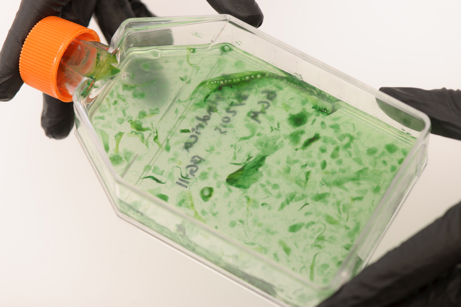 To Survive on Mars, BYO Bacteria - Science Friday