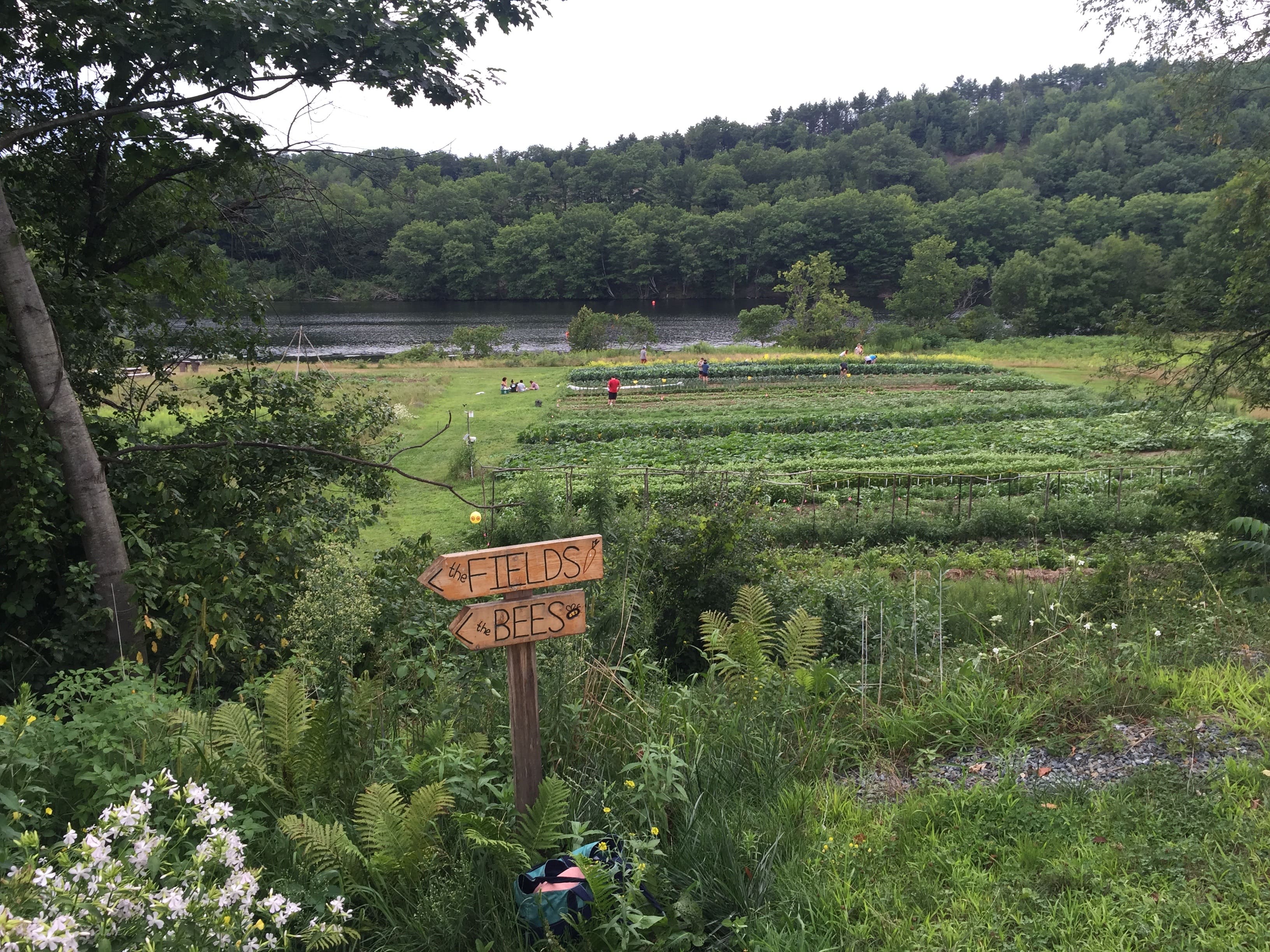 Seeing The Forest For The Tea